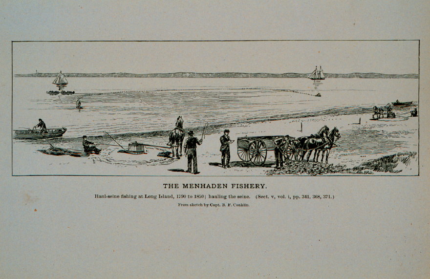 Free Photo of Haul-seine fishing for menhaden at Long Island