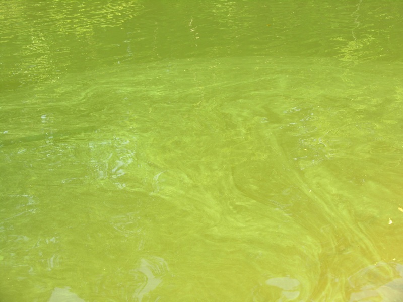 Algae bloom in Lake Anna due to excessive nutrient runoff from the land