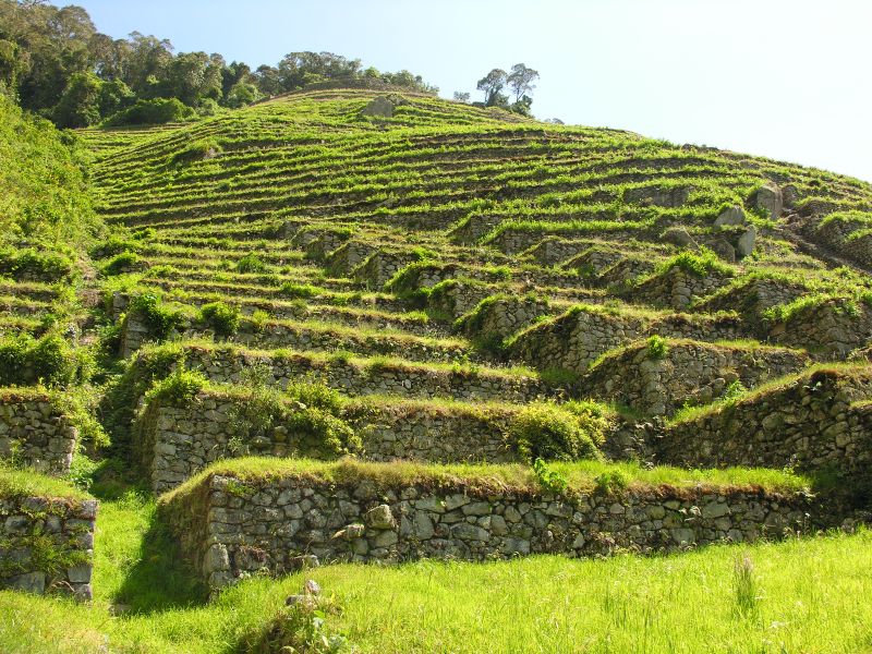 Inca Crops And Terraces