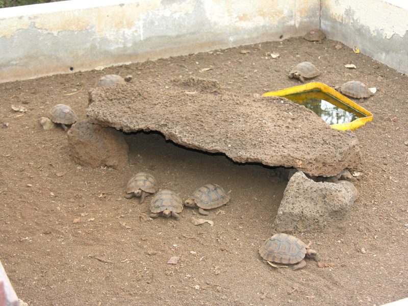 Free photo of young tortoises at Tortoise Breeding Center, Santa Cruz ...